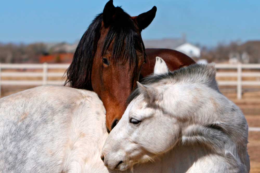Répondons-nous vraiment aux besoins des chevaux ou aux nôtres ? - Bien ...
