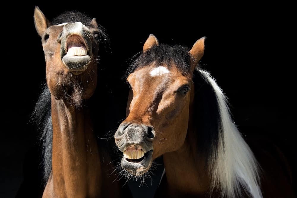 Elles vous font rire, et pourtant les grimaces de vos chevaux n'ont ...