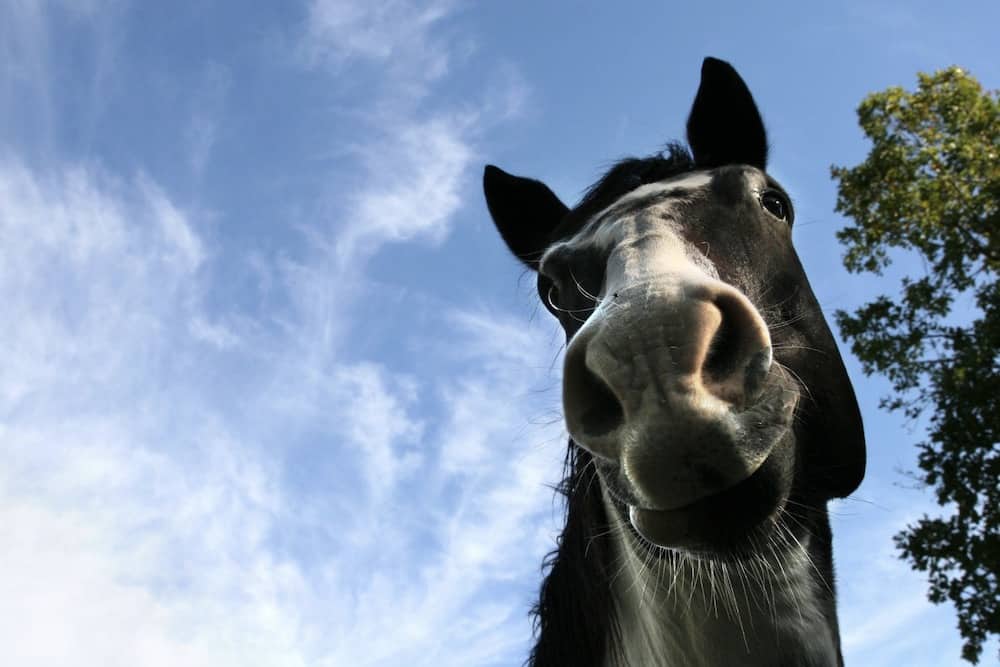 Comment le cheval nous perçoit : le point de vue d'un équidé inspiré ...