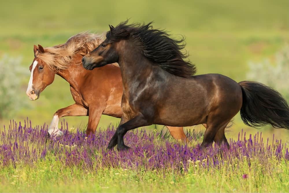 Comprendre les comportements innés du cheval - Bien avec mon cheval