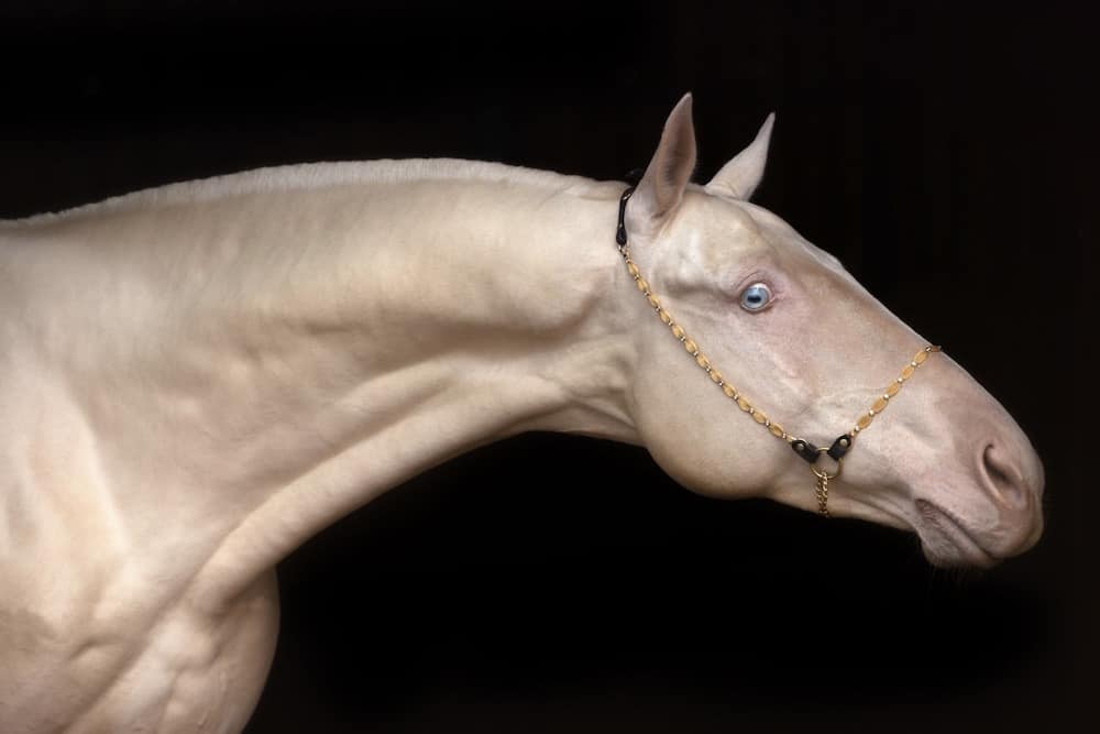 Comprendre la peur chez le cheval : Mythe ou réalité ? - Bien avec mon ...