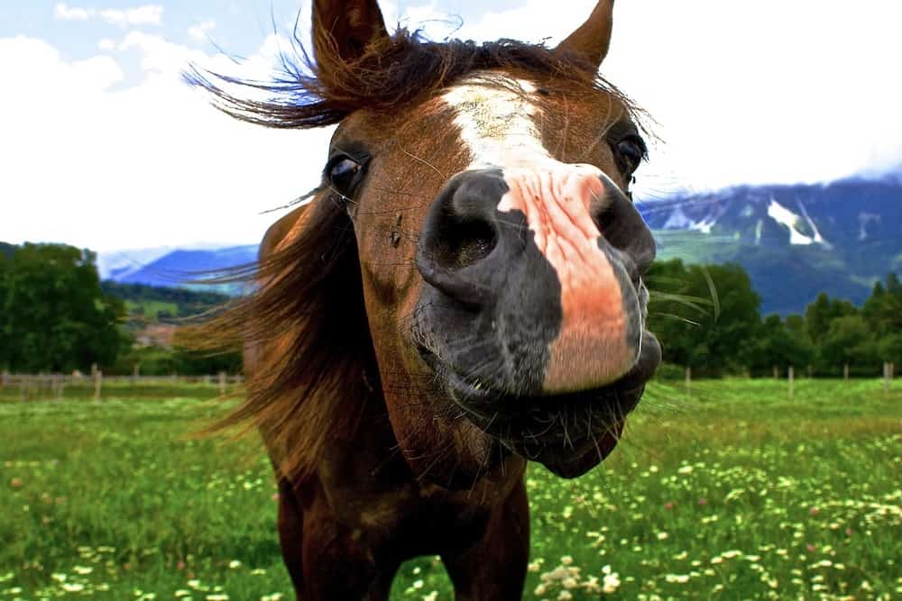 Tempérament vs Caractère : Comprendre la personnalité de votre cheval ...