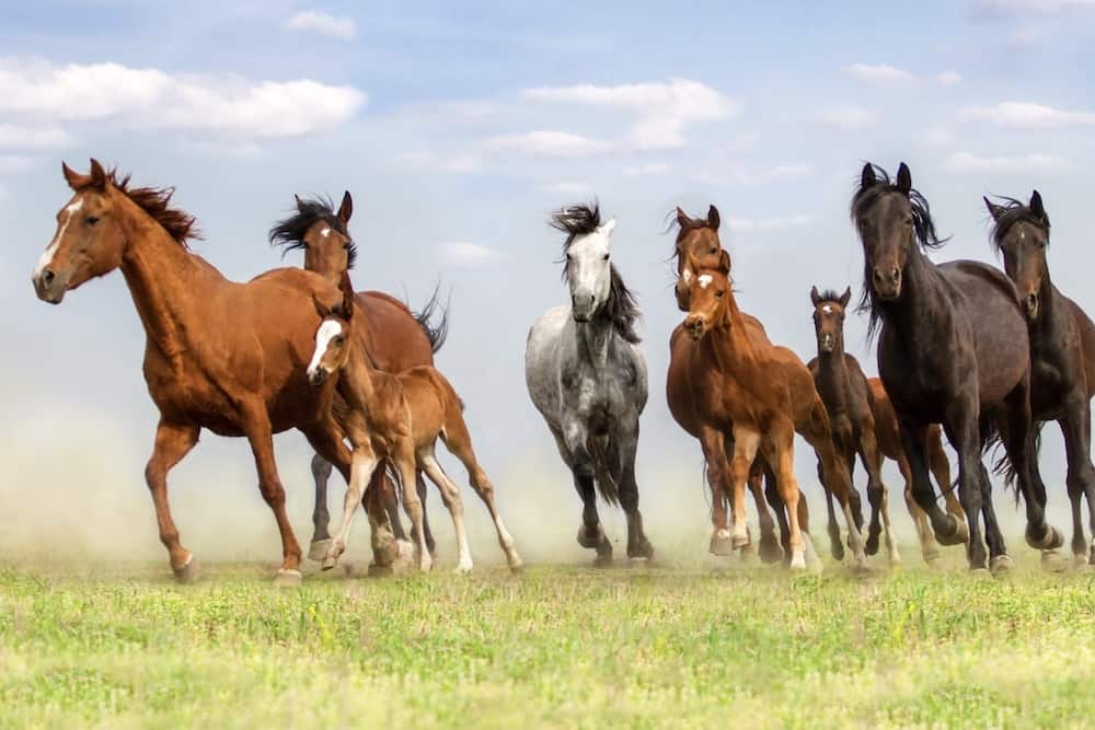 Déconstruire le mythe de la jument alpha - Bien avec mon cheval